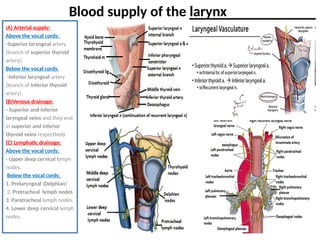 anatomy of larynx , trachea and bronchi ppt. | PPTX