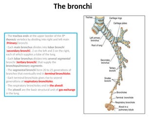 anatomy of larynx , trachea and bronchi ppt. | PPT