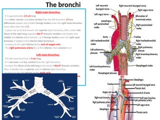 anatomy of larynx , trachea and bronchi ppt. | PPT
