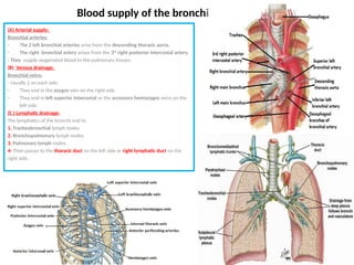 anatomy of larynx , trachea and bronchi ppt. | PPTX