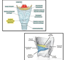 anatomy of larynx , trachea and bronchi ppt. | PPTX
