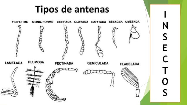 ANTENA Y CABEZA DE LOS INSECTOS