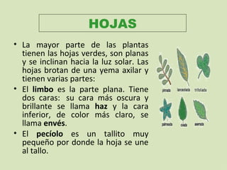 Las Plantas | PPT