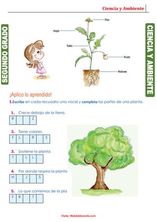Hoja De Trabajo Sobre Las Partes De Una Planta, Segundo Grado