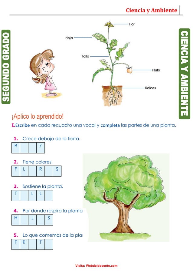 Hojas De Trabajo Sobre Plantas, Segundo Grado La Planta Para Primero