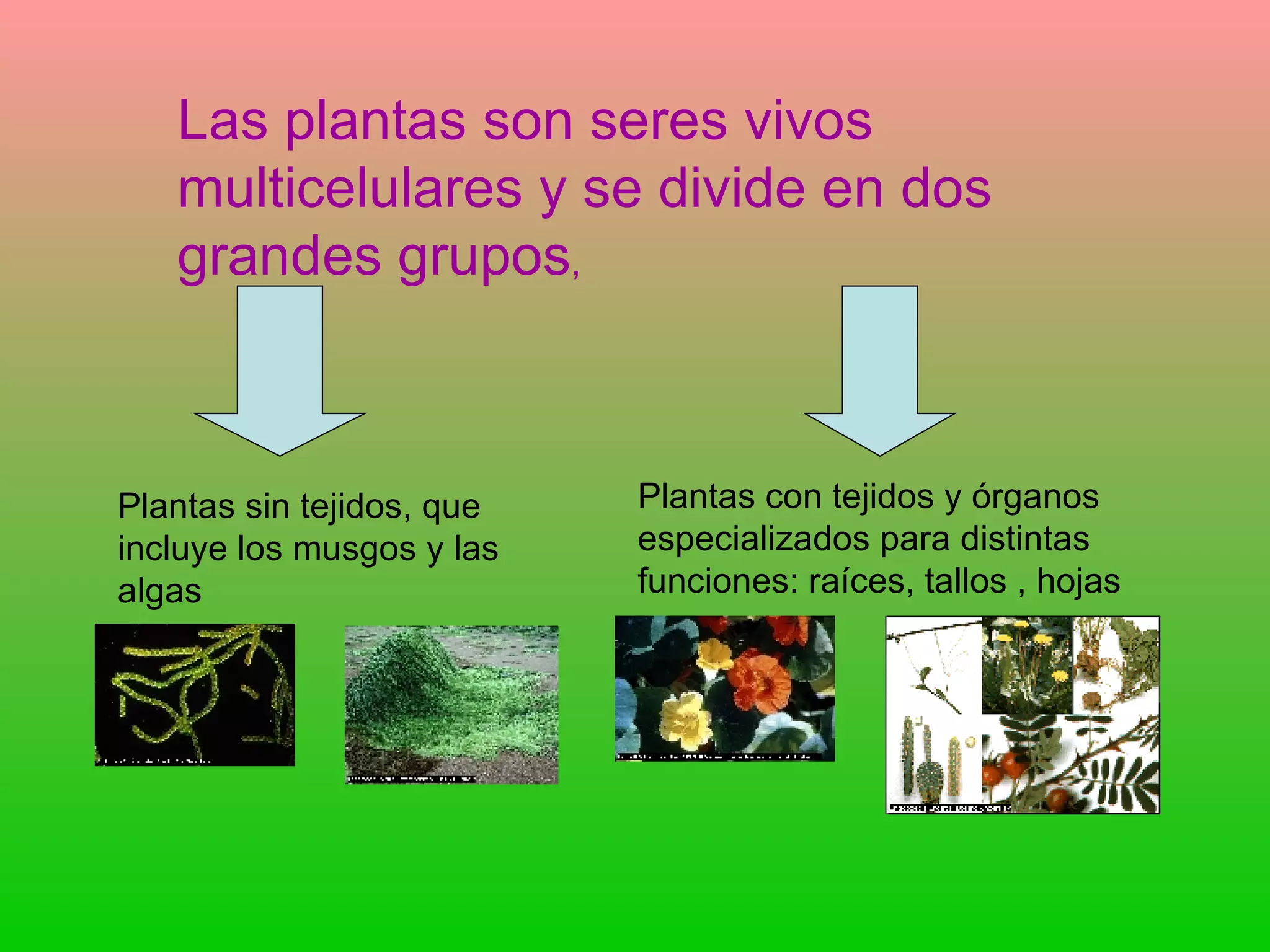 Las plantas y los animales | PPT