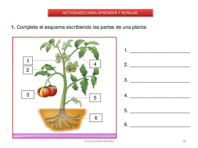 Planta completa con sus partes - Imagui