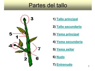 LOS ECOSISTEMAS DE LAS PLANTAS Y SUS UTILIDADES | PPT