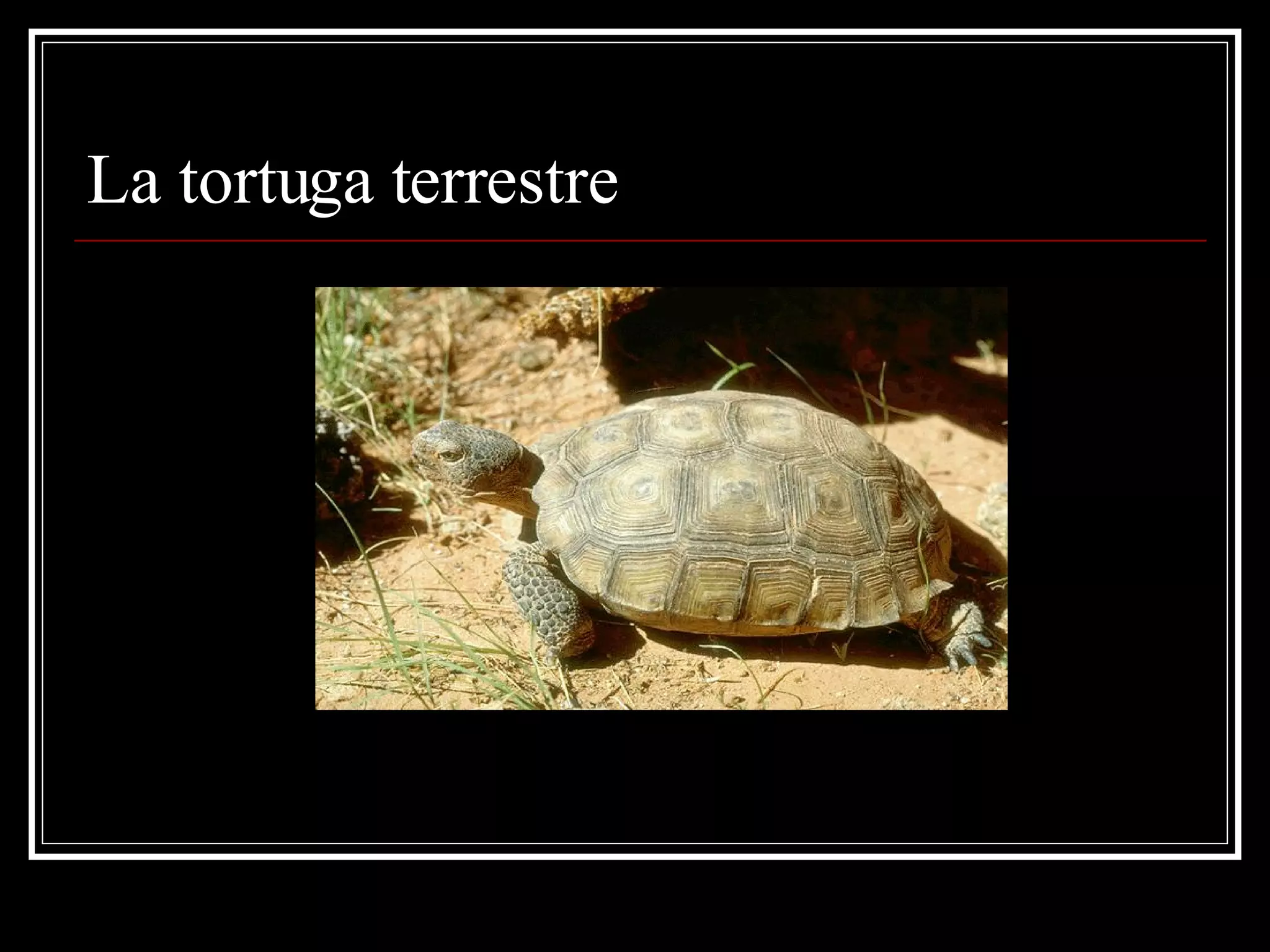 Las Tortugas Marinas | PPT