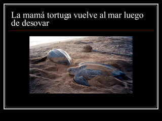 Las Tortugas Marinas | PPT