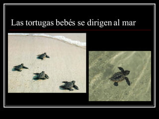 Las Tortugas Marinas | PPT