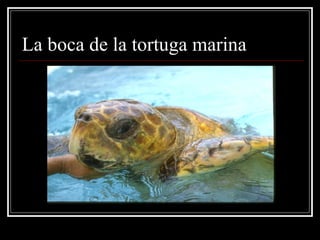 Las Tortugas Marinas | PPT