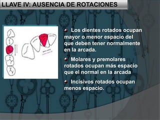 Las 6 llaves de la oclusion | PPT