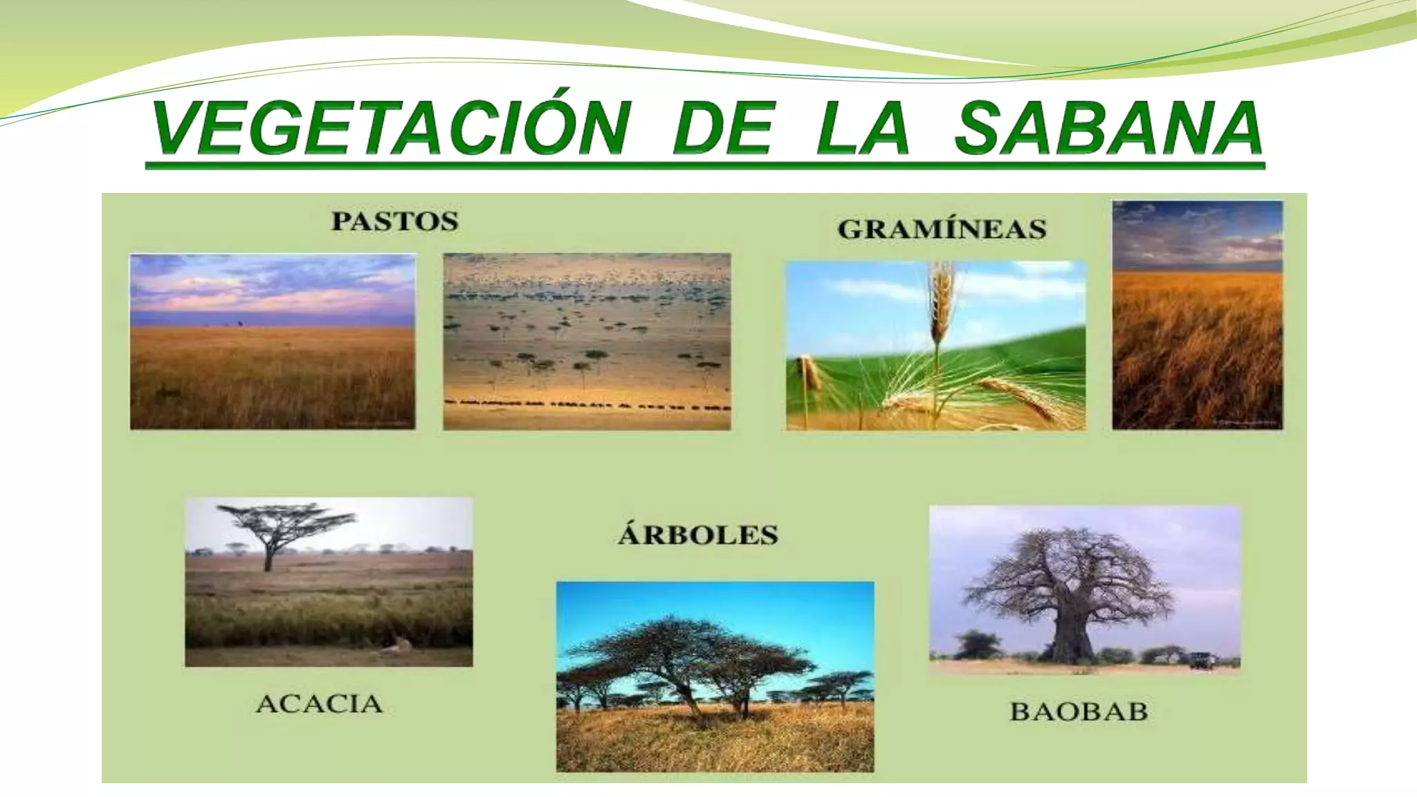 LA SABANA AFRICANA | PPT