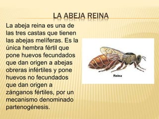 LAS ABEJAS | PPTX