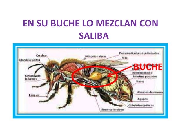 Las abejas1