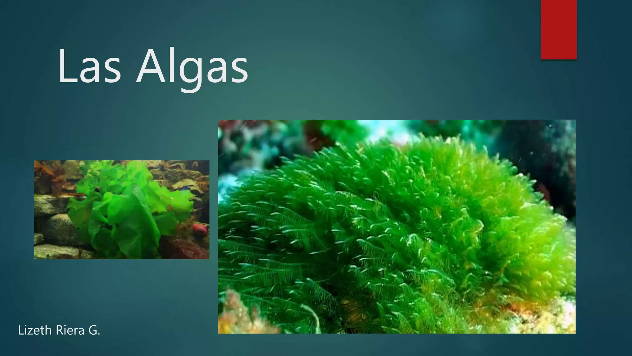 Las algas caracterisiticas | PPTX
