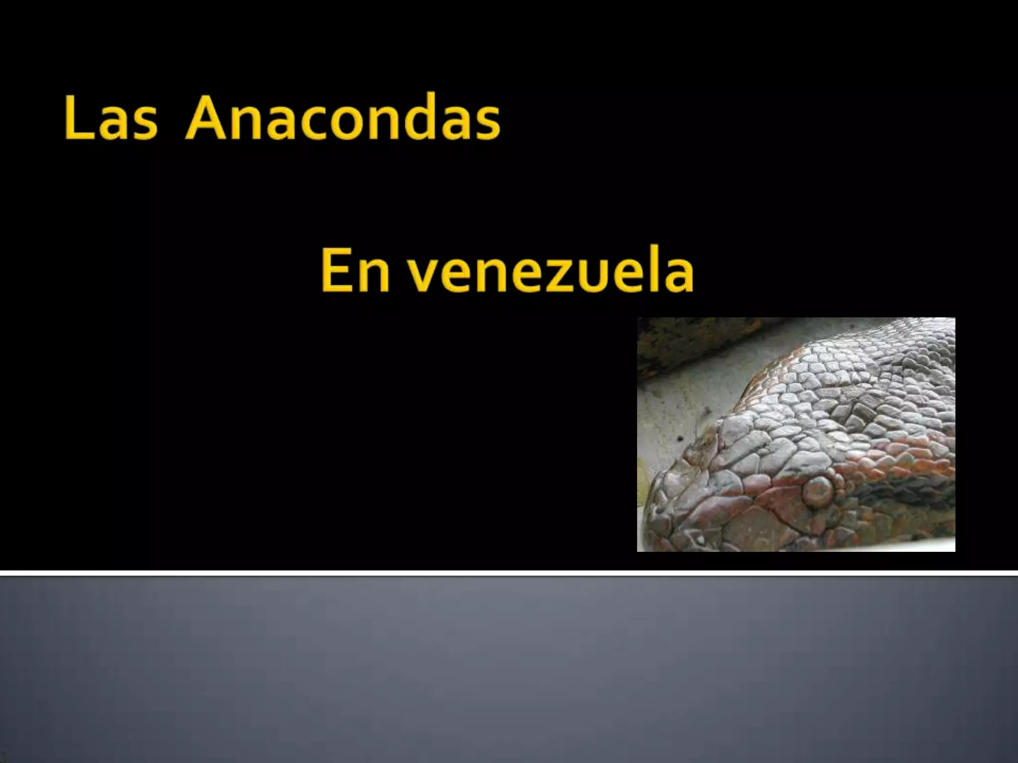 Las anacondas | PPT