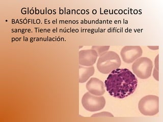 La sangre | PPT