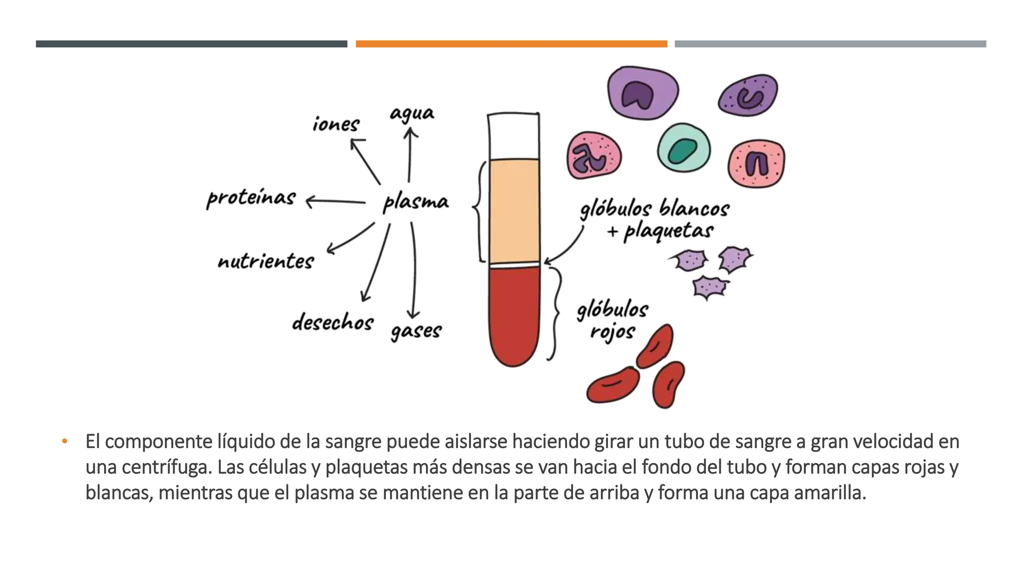 LA SANGRE - y sus componentes completos en el cuerpo humano | PPT