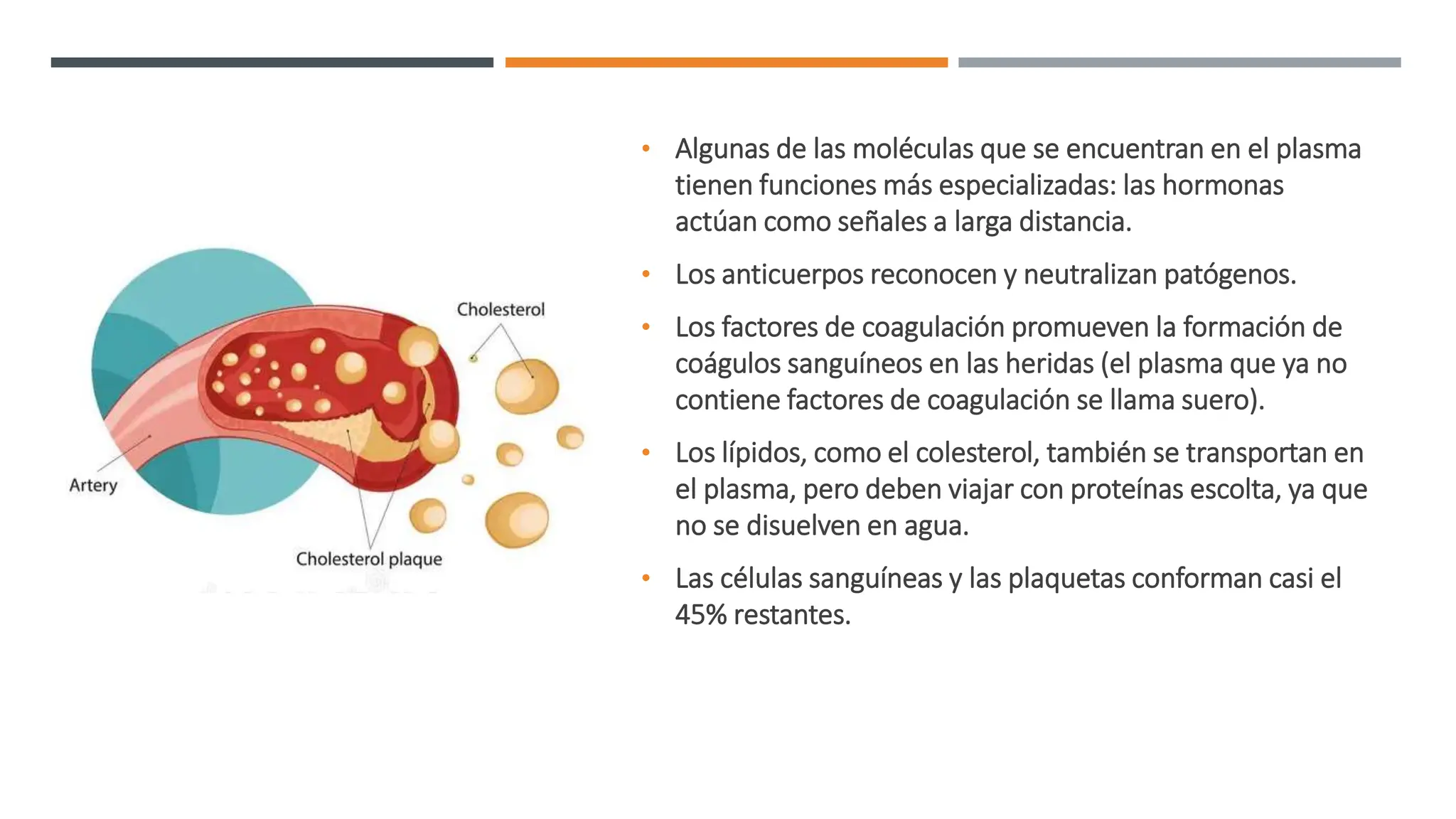 LA SANGRE - y sus componentes completos en el cuerpo humano | PPT
