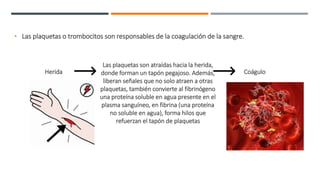 LA SANGRE - y sus componentes completos en el cuerpo humano | PPTX