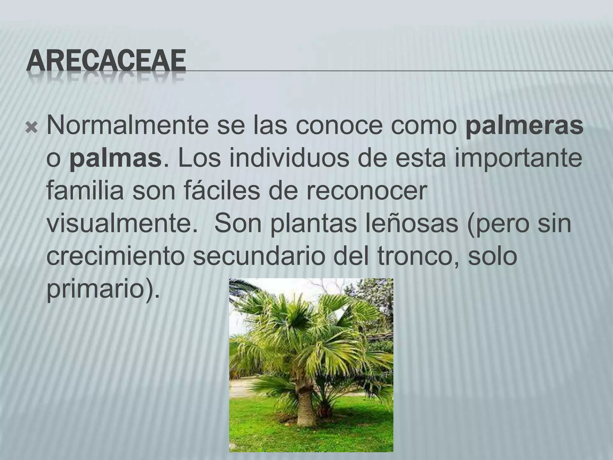 Las arecaceae | PPT
