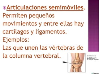 Las articulaciones | PPTX