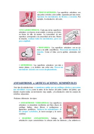 ANATOMÍA RADIOLÓGICA: Las Articulaciones 3ª PARTE | DOCX