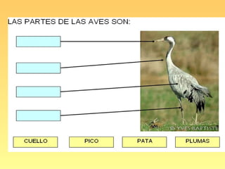 Las aves | PPT