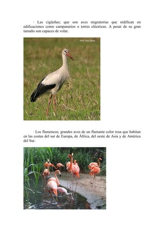 Las aves | DOC