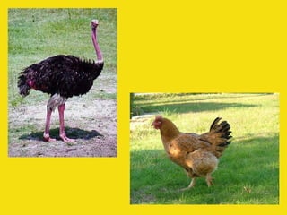 Las aves | PPT | Birds | Pets