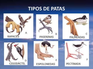Las aves | PPTX