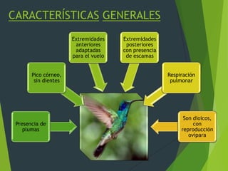 Las Aves por Janneth Caiza | PPTX