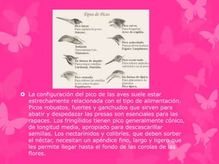 Las aves | PPTX