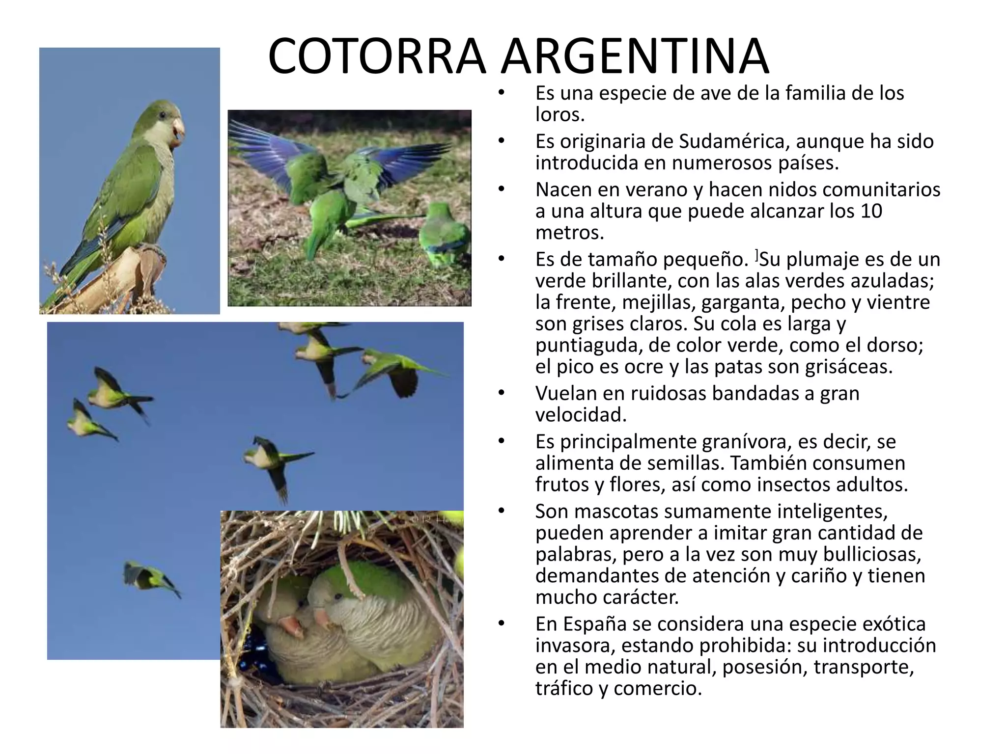 Las aves de mi colegio | PPTX | Zoos & Aquariums | Attractions