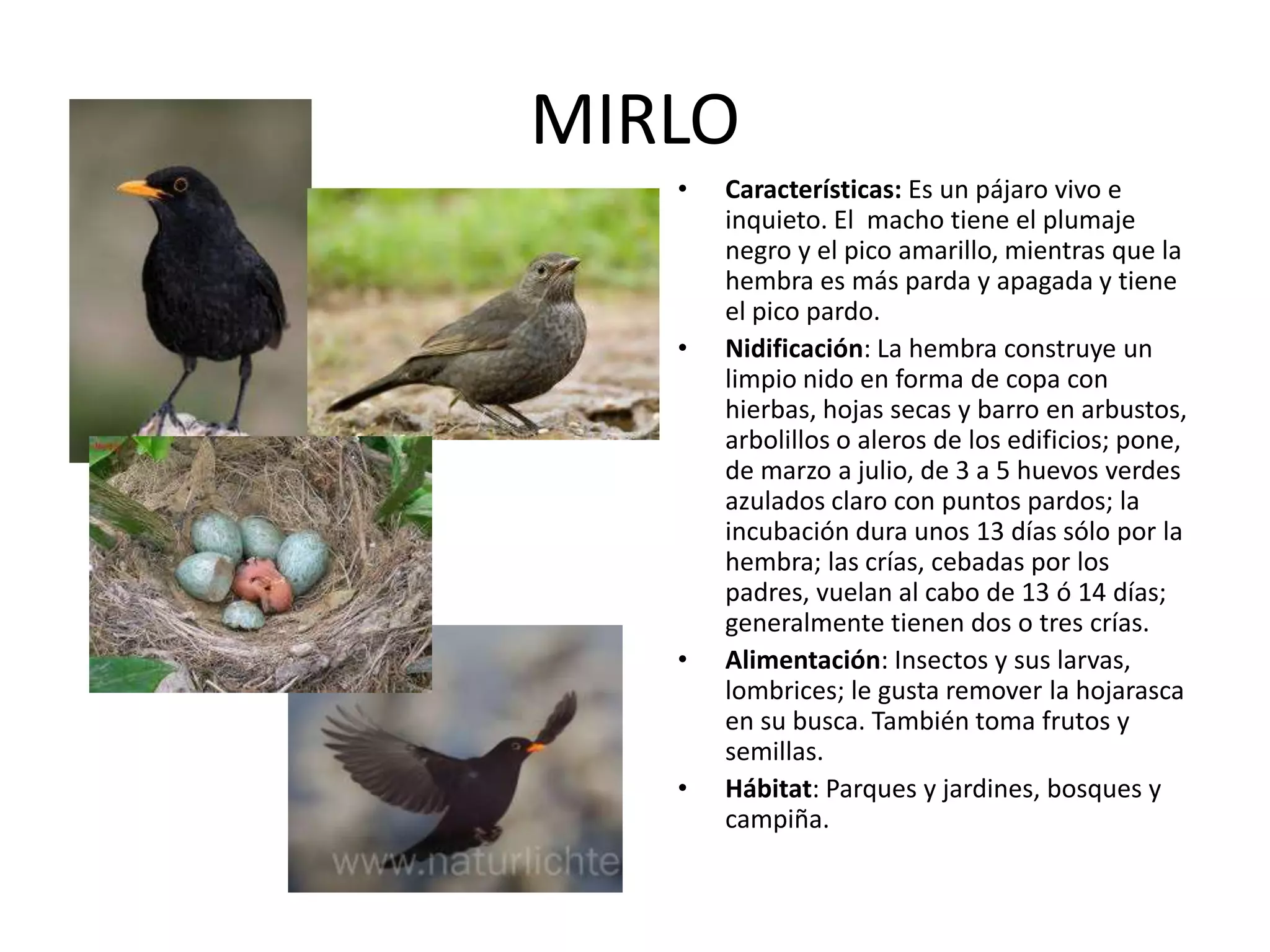 Las aves de mi colegio | PPTX | Zoos & Aquariums | Attractions