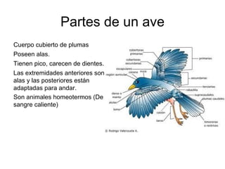 Las aves | ODP