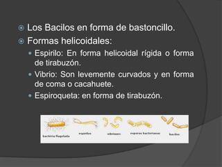 Las bacterias | PPTX