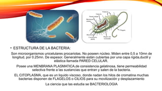 las bacteriasc 2.pptx universidad de Huánuco | PPTX