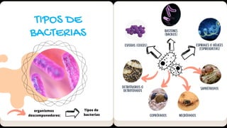 LAS BACTERIAS DESCOMPONEDORAS - ESTUDIO.pdf