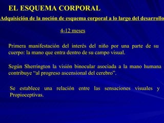 Las Bases Perceptivo Motrices | PPT