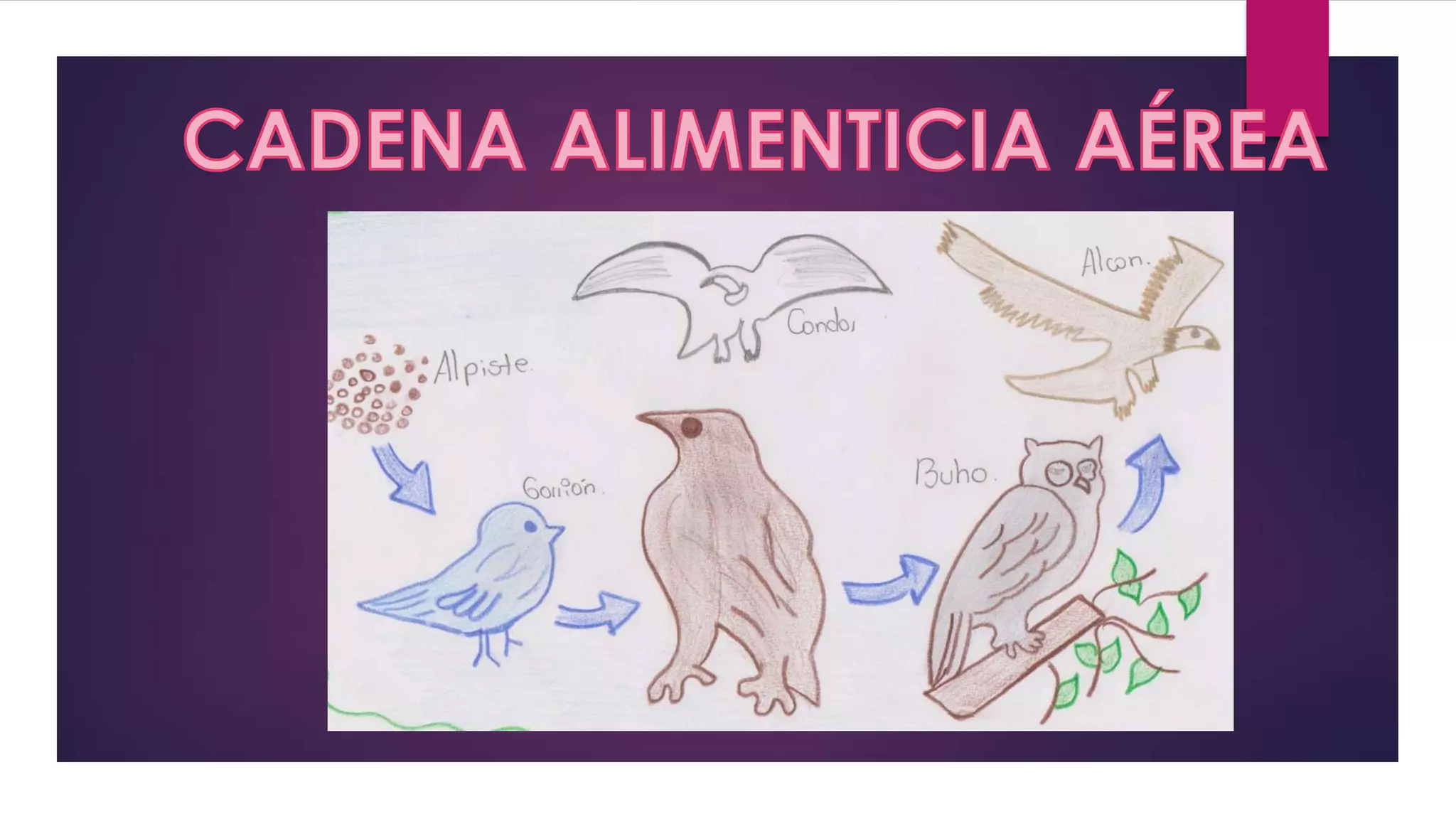 Las cadenas alimenticias | PPTX | Air Travel | Travel Type