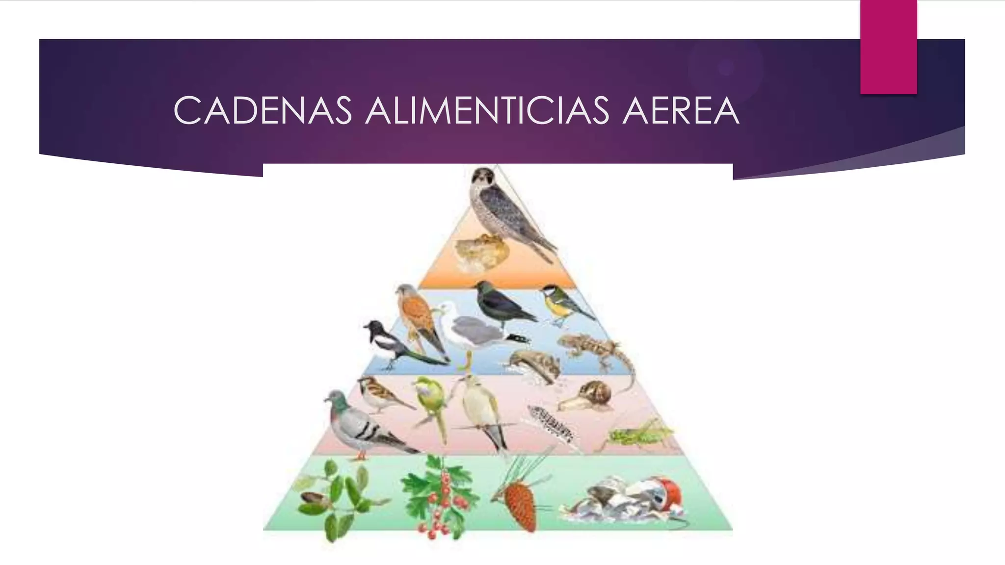 Las cadenas alimenticias | PPTX | Air Travel | Travel Type