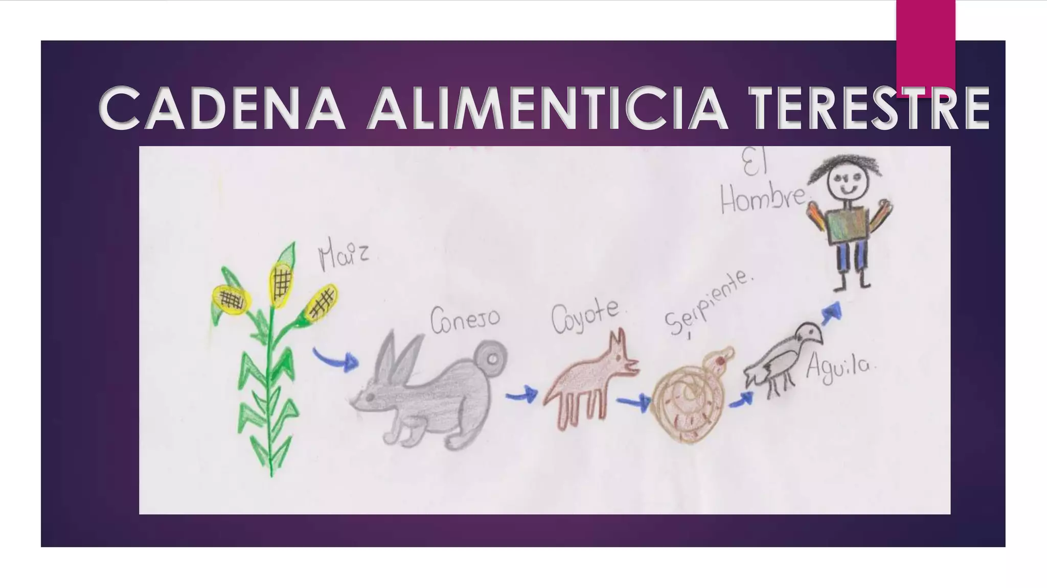 Las cadenas alimenticias | PPTX | Air Travel | Travel Type