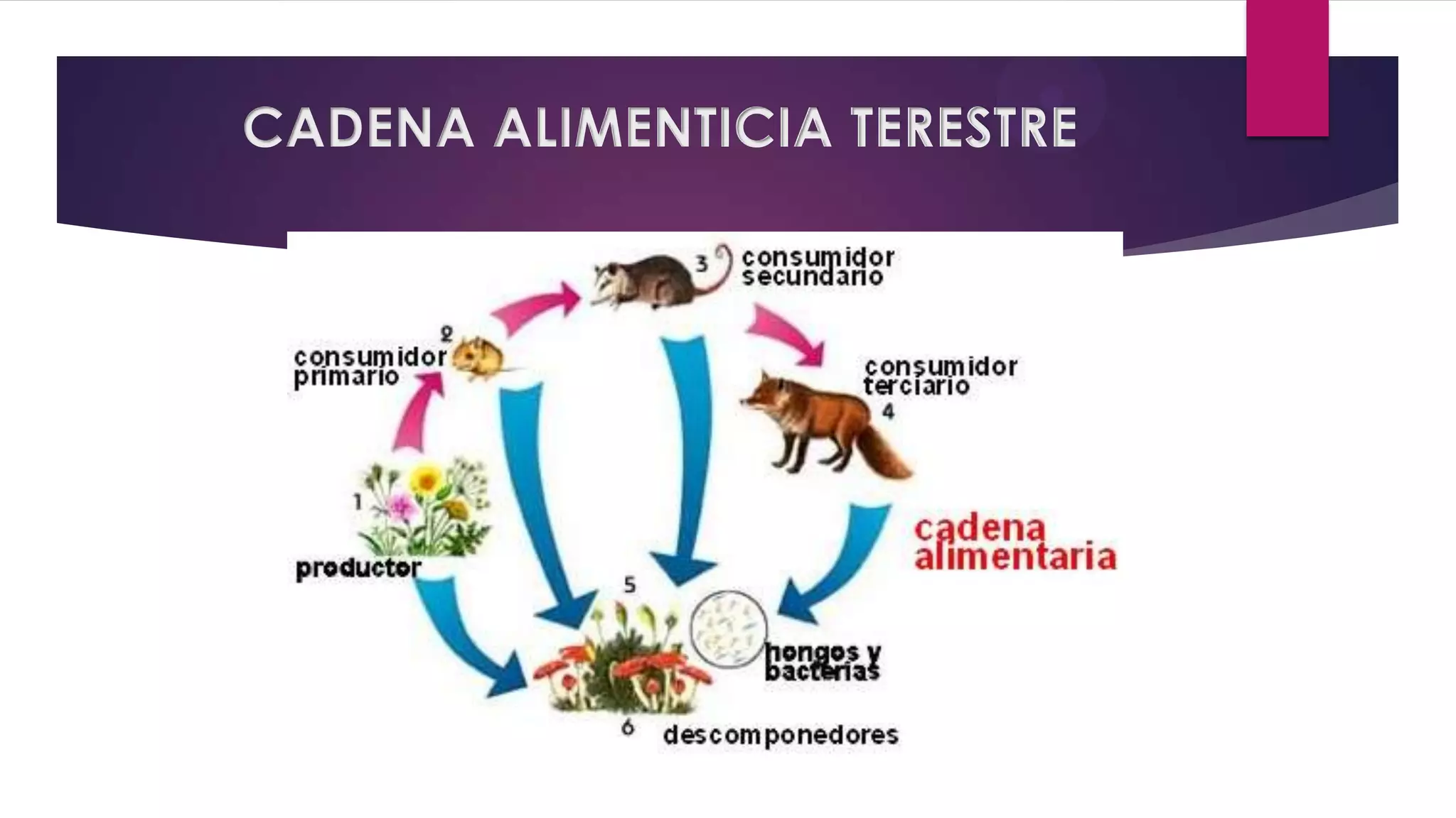 Las cadenas alimenticias | PPTX | Air Travel | Travel Type