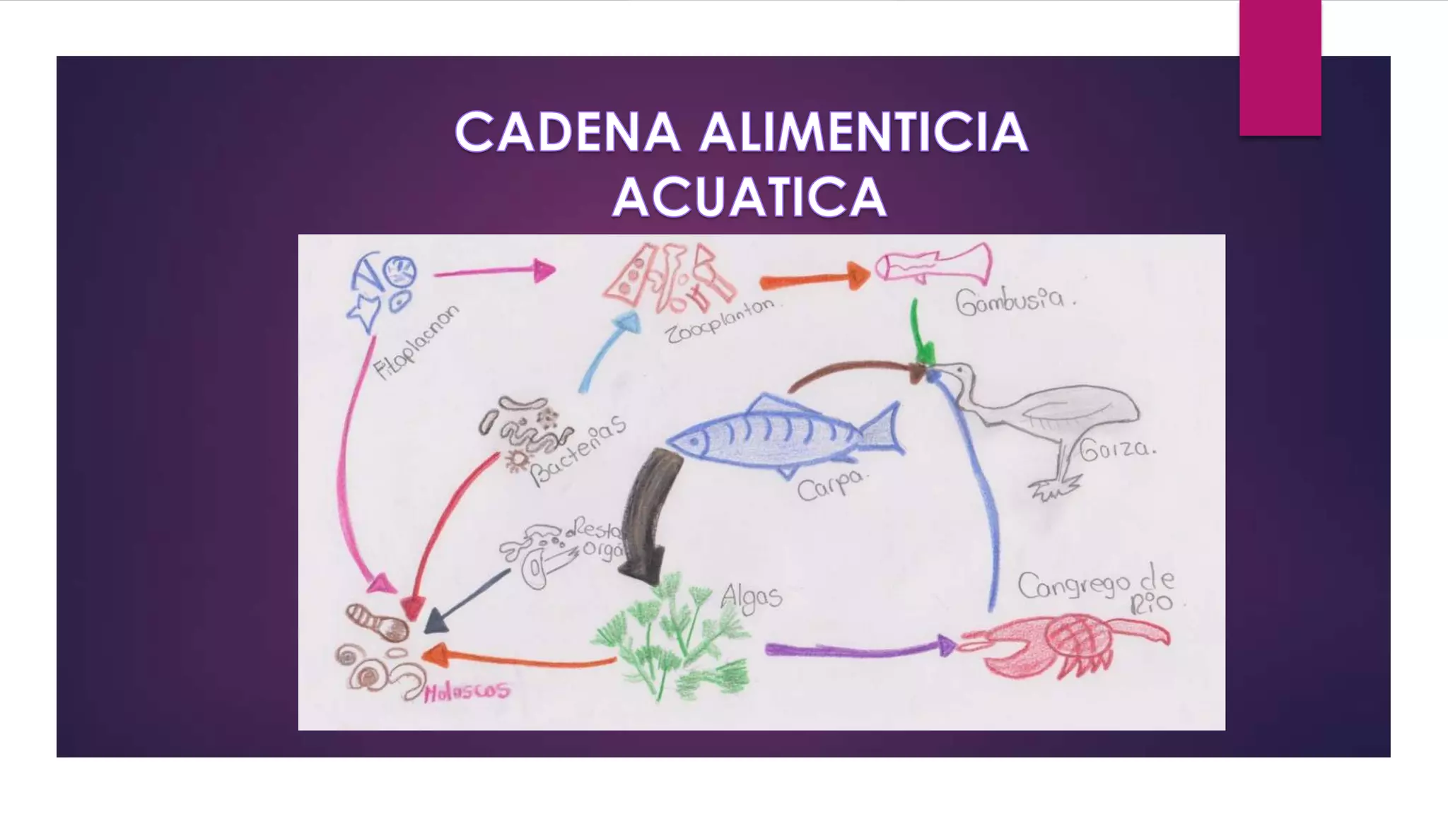 Las cadenas alimenticias | PPTX | Air Travel | Travel Type
