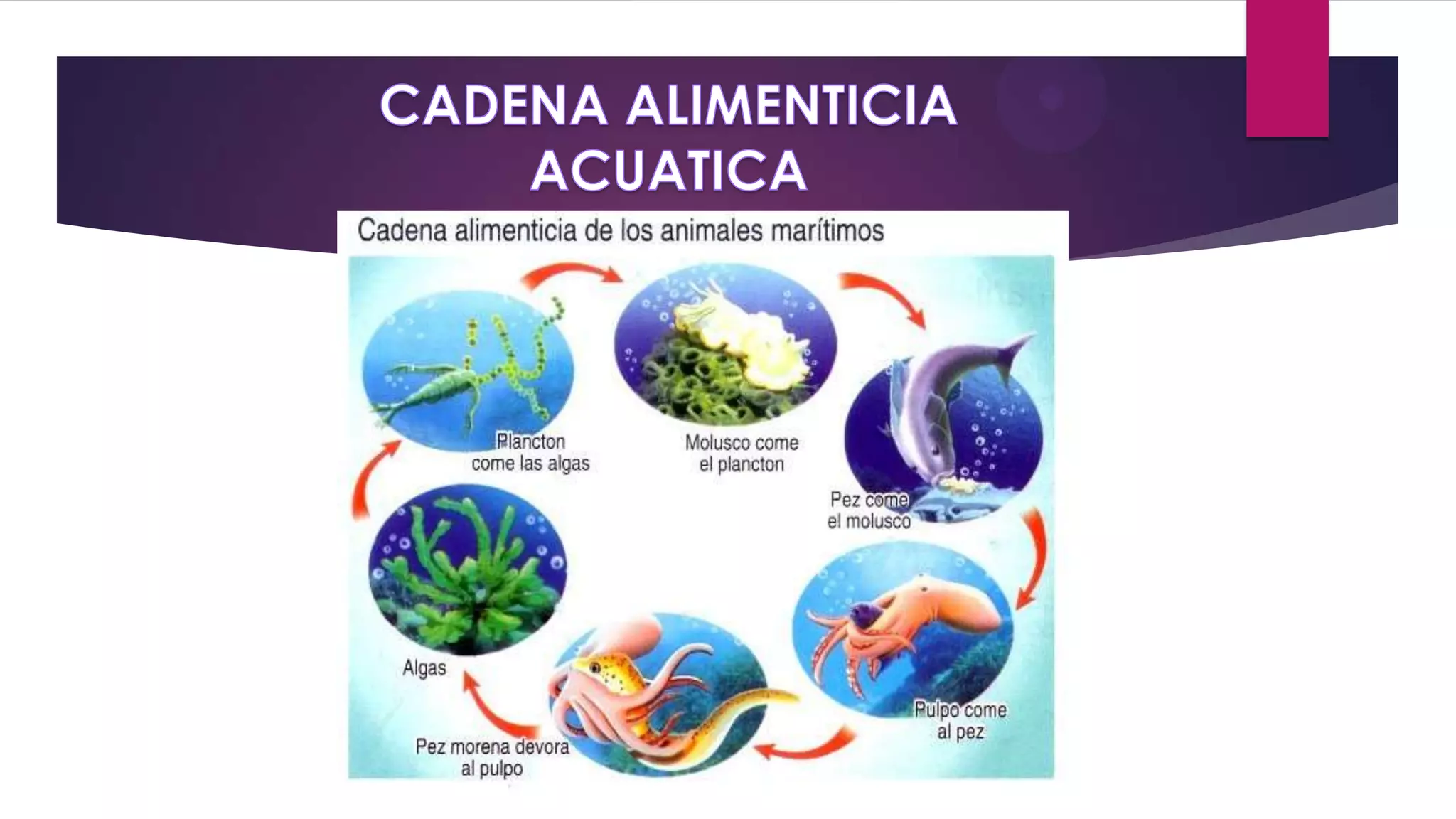 Las cadenas alimenticias | PPTX | Air Travel | Travel Type