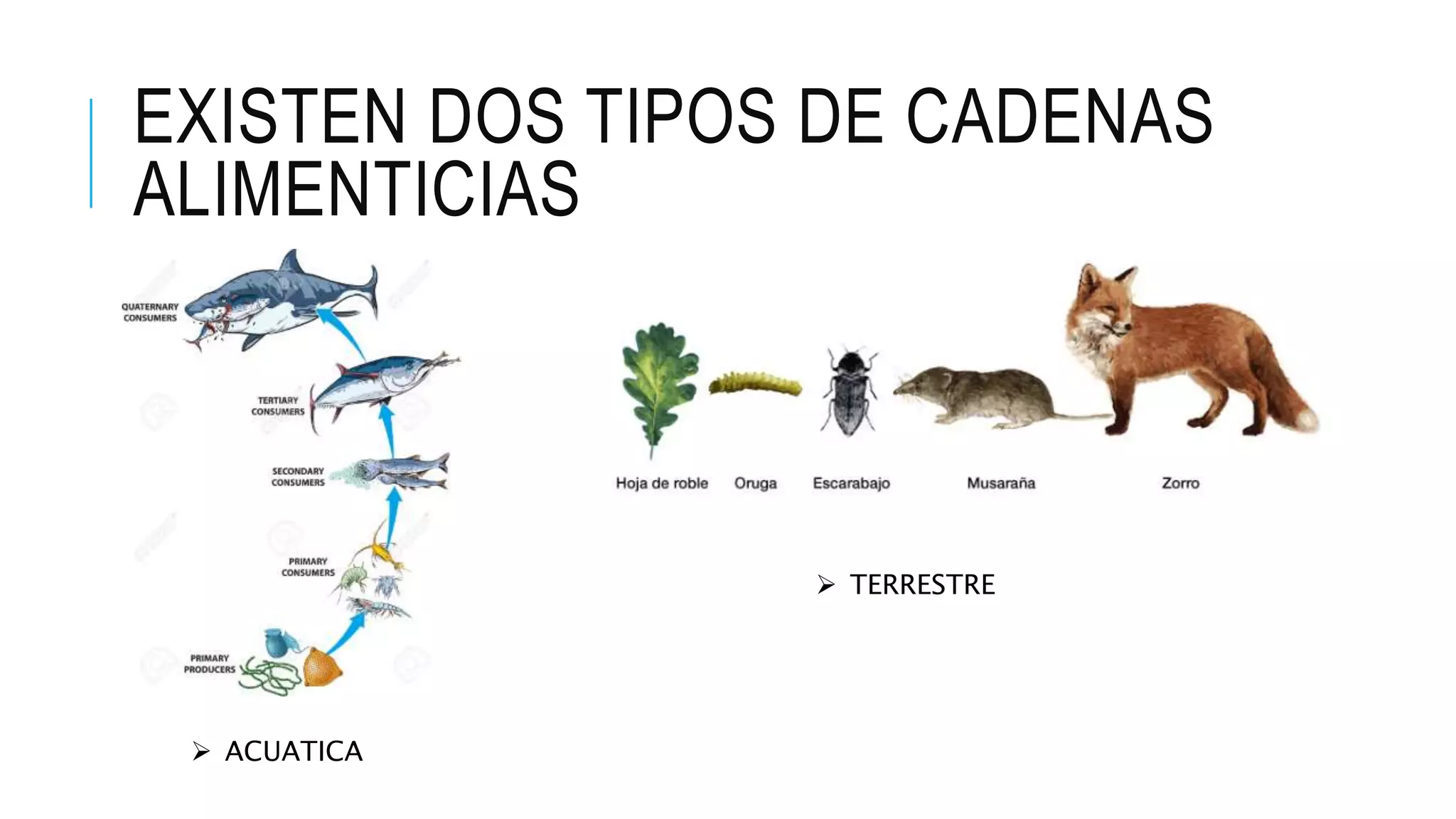 Las cadenas alimenticias | PPT