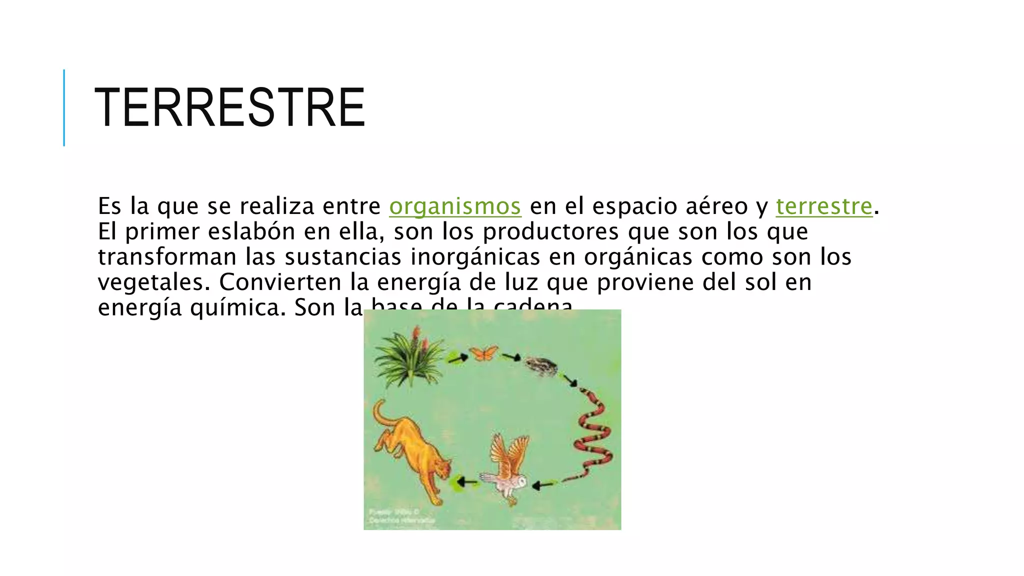 Las cadenas alimenticias | PPT